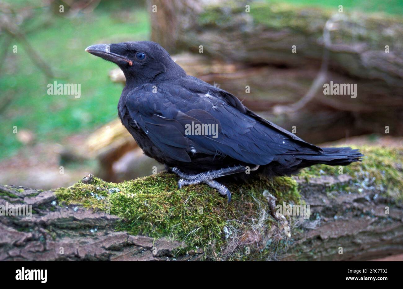Carrion Crow (Corvus corone), Crows, Crow, Corvids, Songbirds, Animals ...