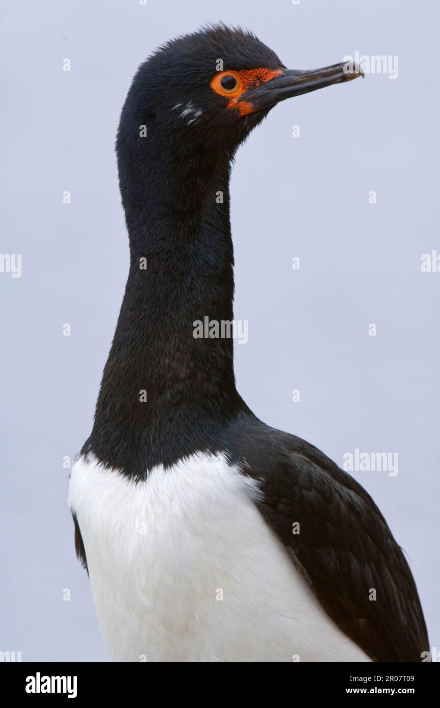 Rock shag (Phalacrocorax magellanicus) adult, breeding plumage, close ...