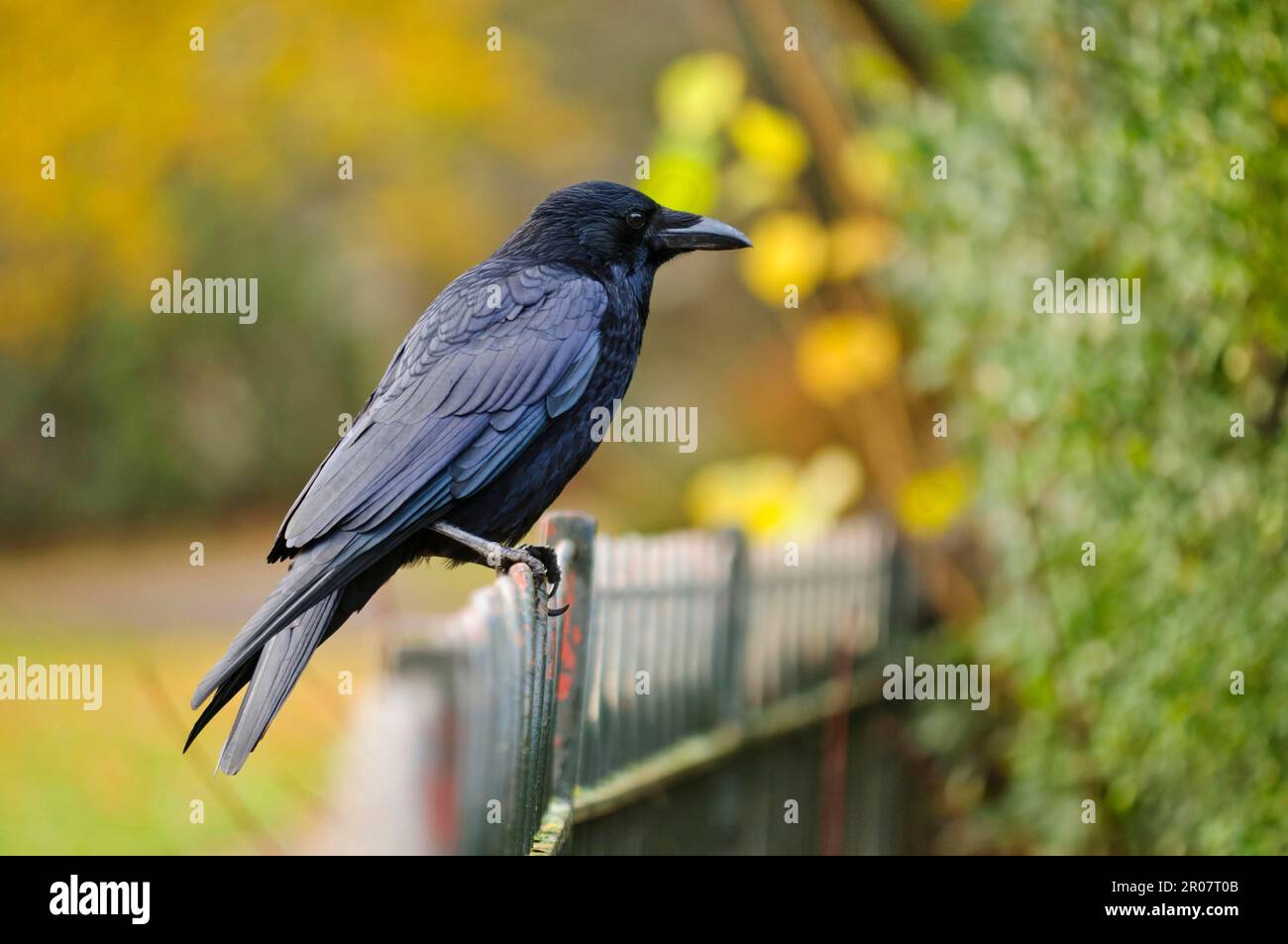 Carrion Crow (Corvus corone), crow, corvids, songbirds, animals, birds ...