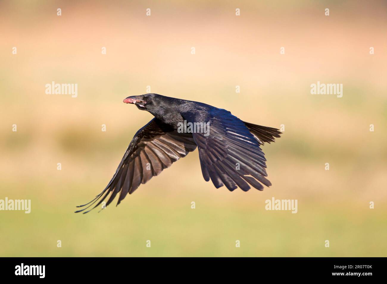 Carrion Crow (Corvus corone), corvids, crow, corvids, songbirds ...