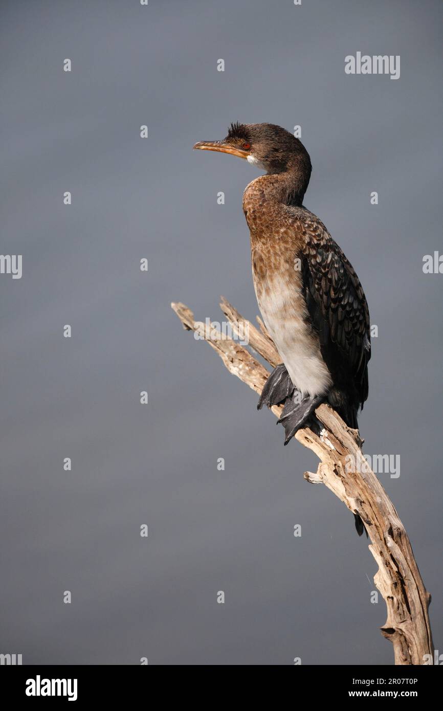 Long-tailed cormorants (Phalacrocorax africanus), Ruderfuesser, Tiere ...
