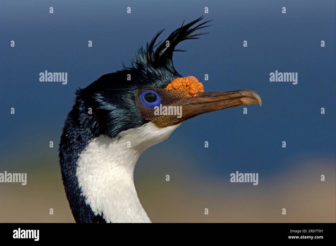 Imperial shag, King Cormorants (Phalacrocorax atriceps), cormorant ...