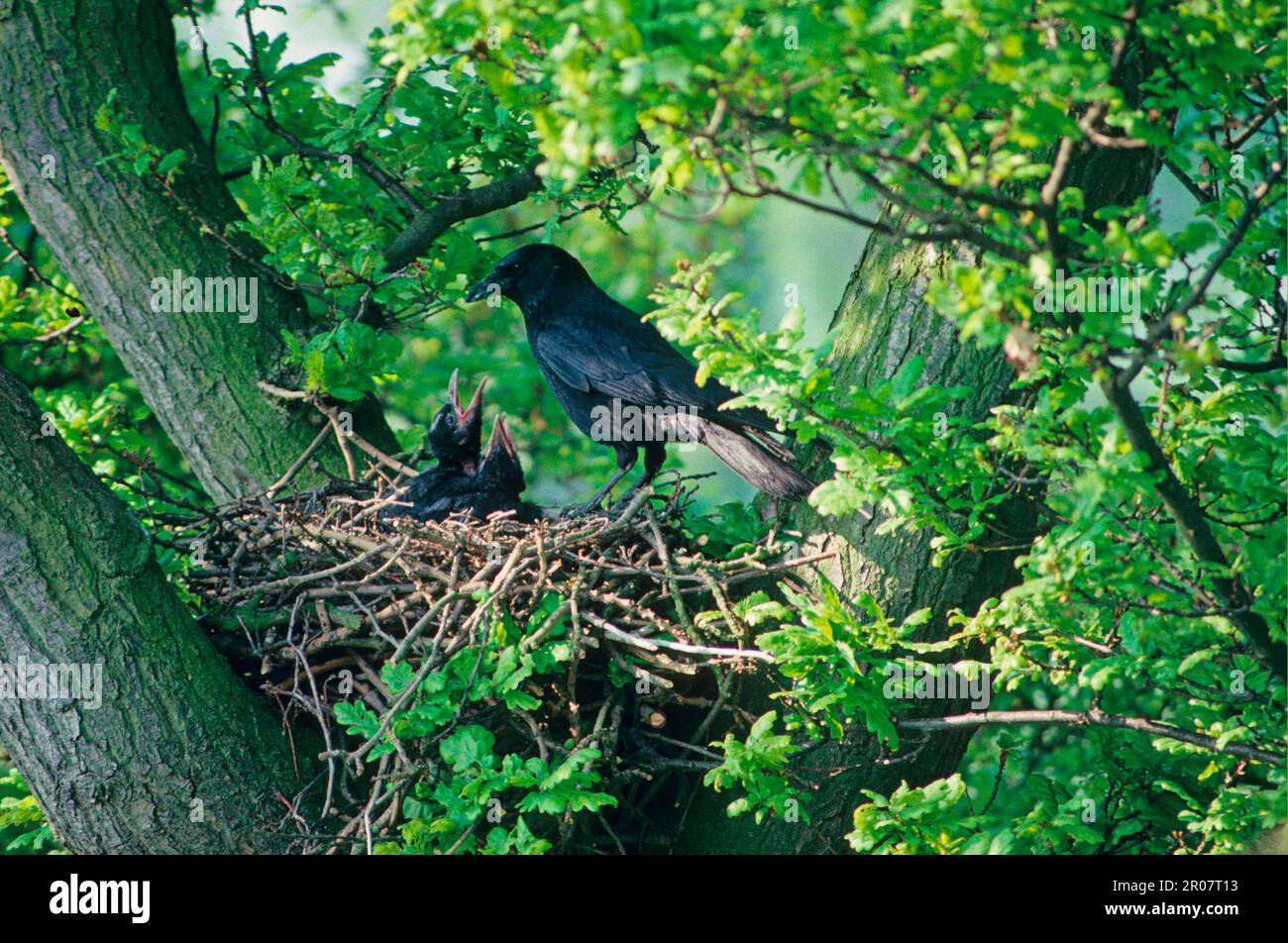 Carrion crow nest england hi-res stock photography and images - Alamy