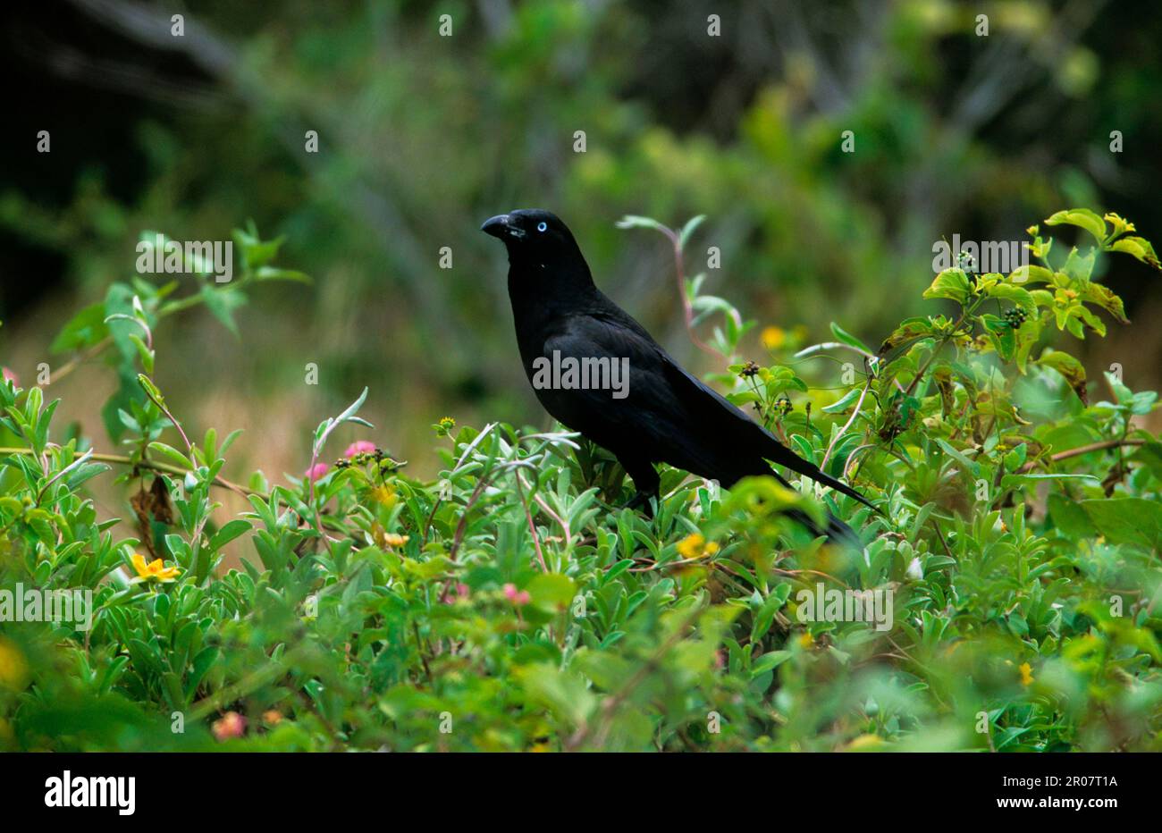 Torresian crow (Corvus orru), Salvadori Crows, Corvids, Songbirds ...