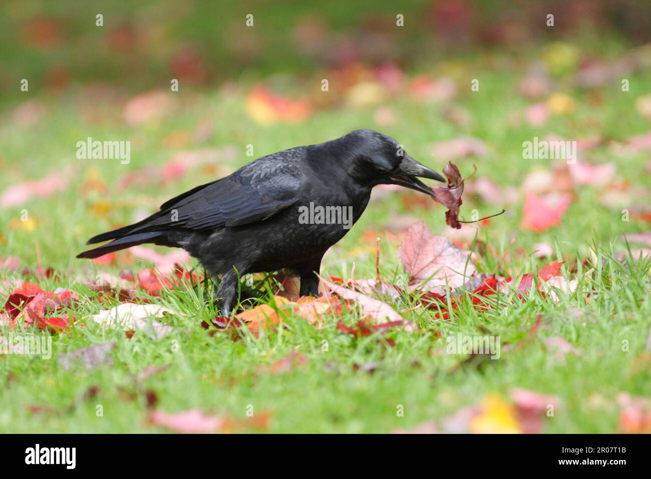 Carrion Crow (Corvus corone), corvids, crow, corvids, songbirds ...
