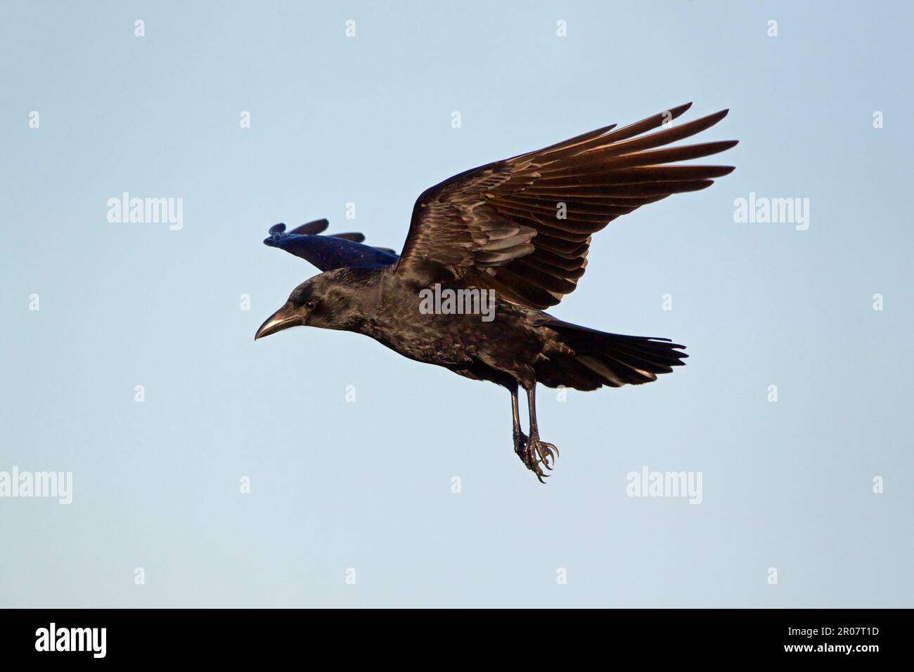 Carrion Crow (Corvus corone), crow, corvids, songbirds, animals, birds ...