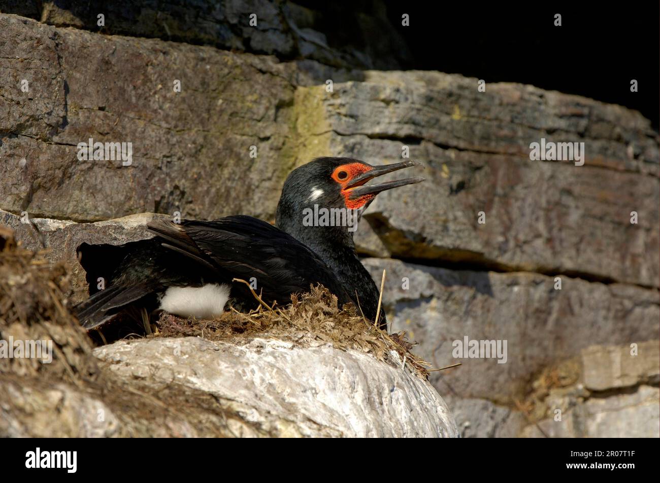 Rock shag (Phalacrocorax magellanicus), Rock Shag, Arboreal, Animals ...