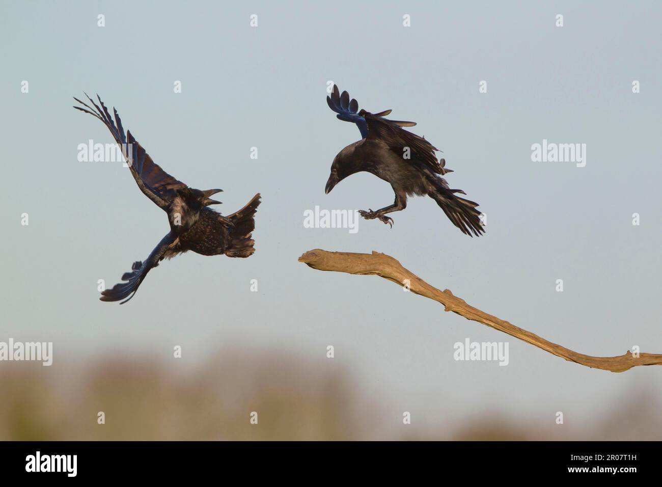 Carrion Crow (Corvus corone), corvids, crow, corvids, songbirds ...