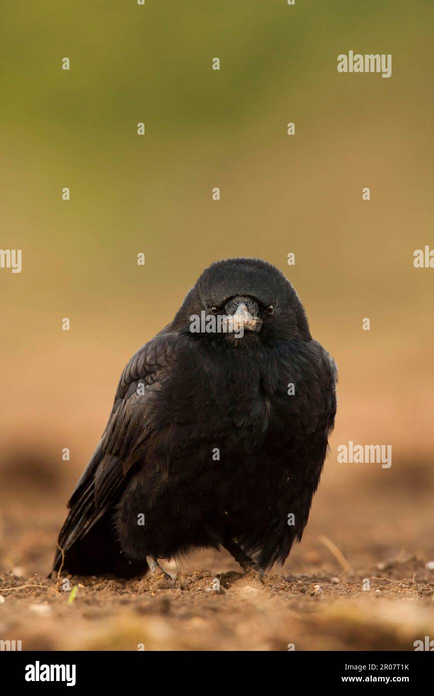 Carrion Crow (Corvus corone), crow, corvids, songbirds, animals, birds ...
