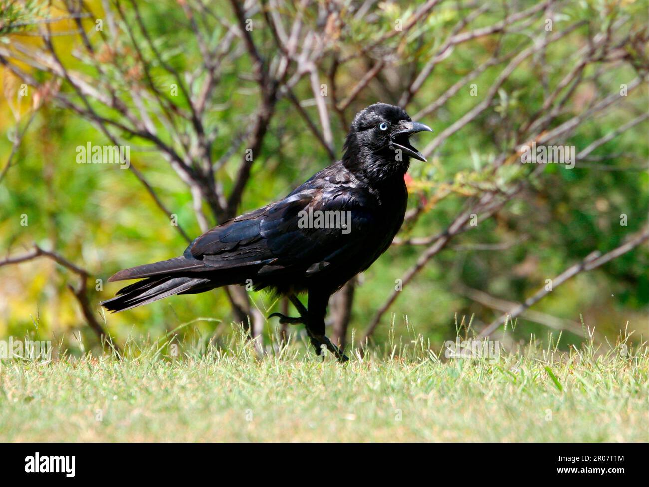 Torresian crow (Corvus orru), Salvadori crows, corvids, songbirds ...