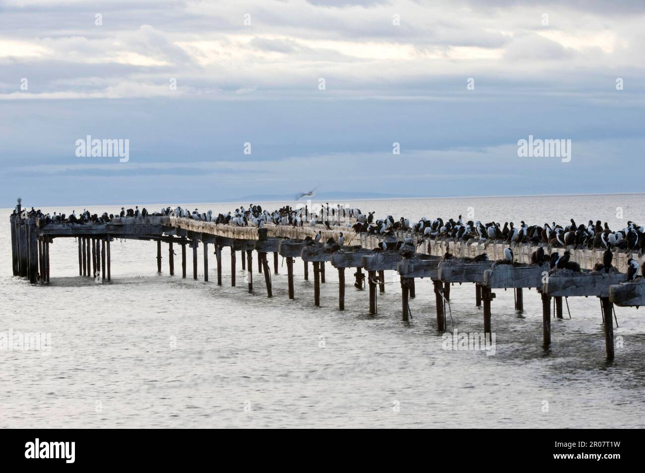 Imperial imperial shag (Phalacrocorax atriceps) and Rock rock shag ...