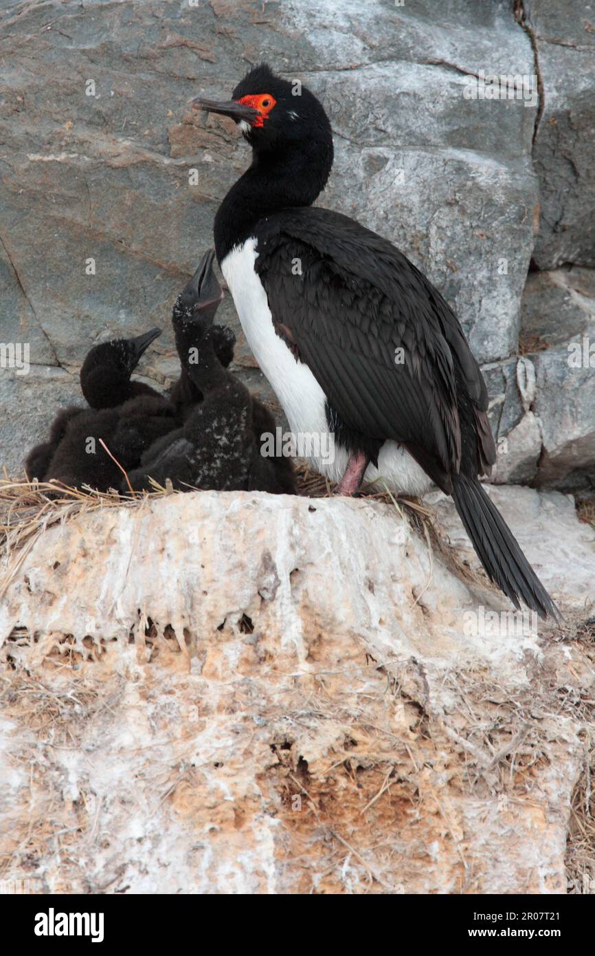 Rock shag (Phalacrocorax magellanicus), rock shags, copepods, animals ...