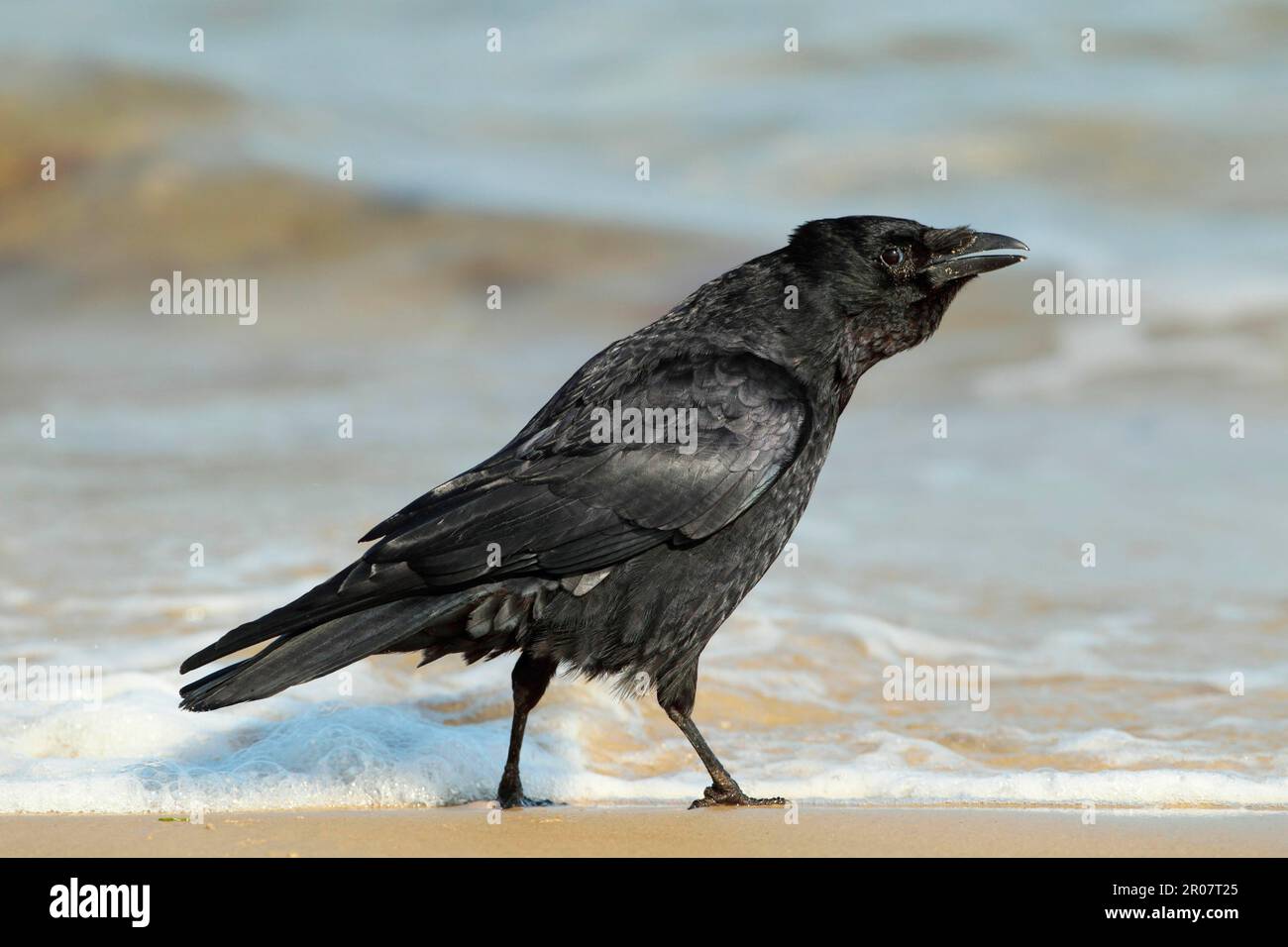 Carrion Crow (Corvus corone) adult, calling, foraging on foreshore ...