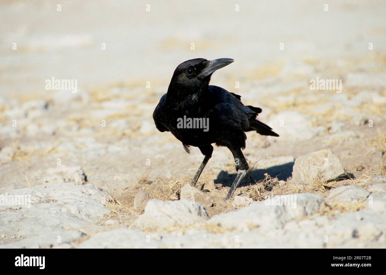 Cape Crow, cape crows (Corvus capensis), Crow, Corvids, Songbirds ...