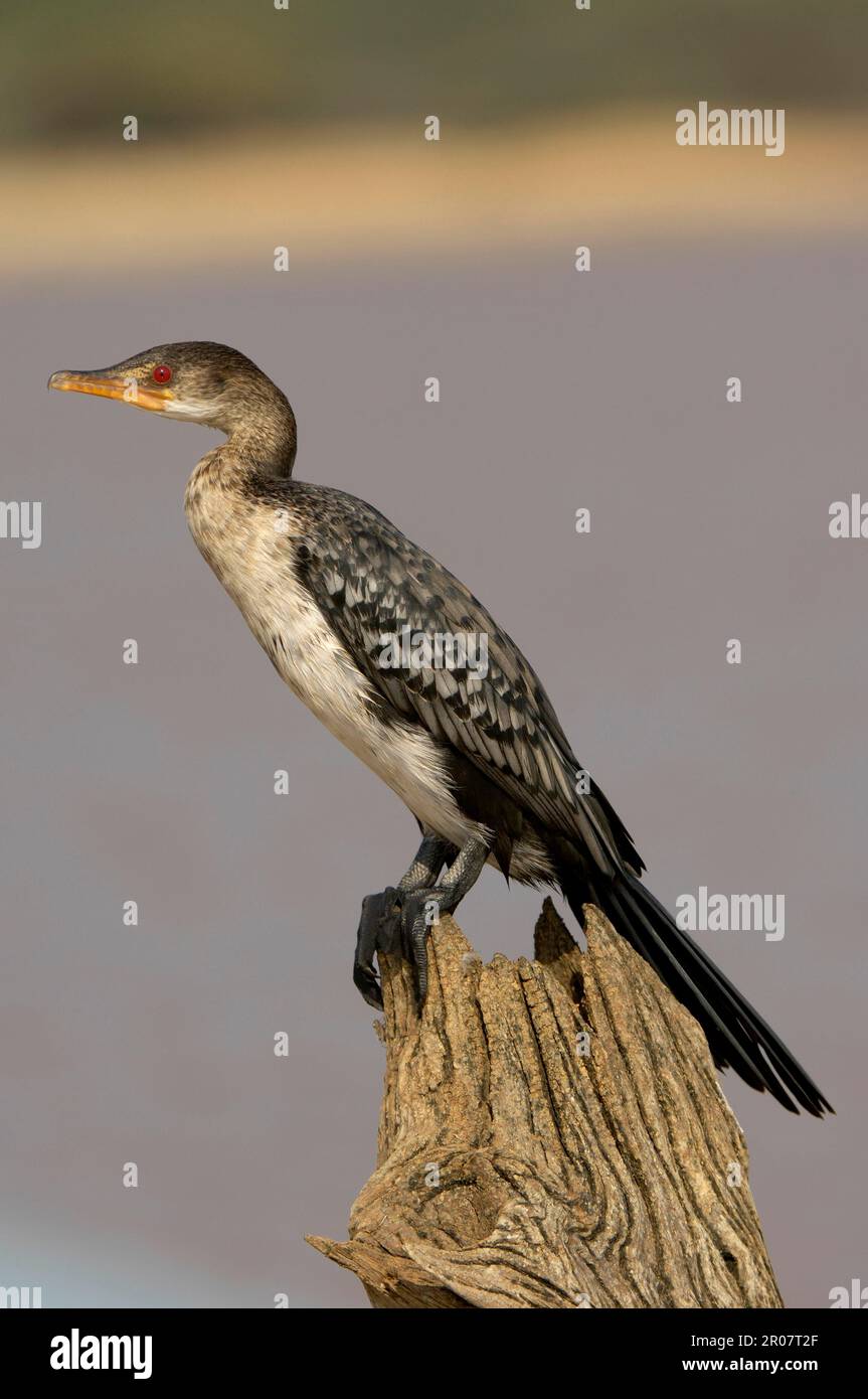 Long-tailed cormorants (Phalacrocorax africanus), Arboreal, Animals ...
