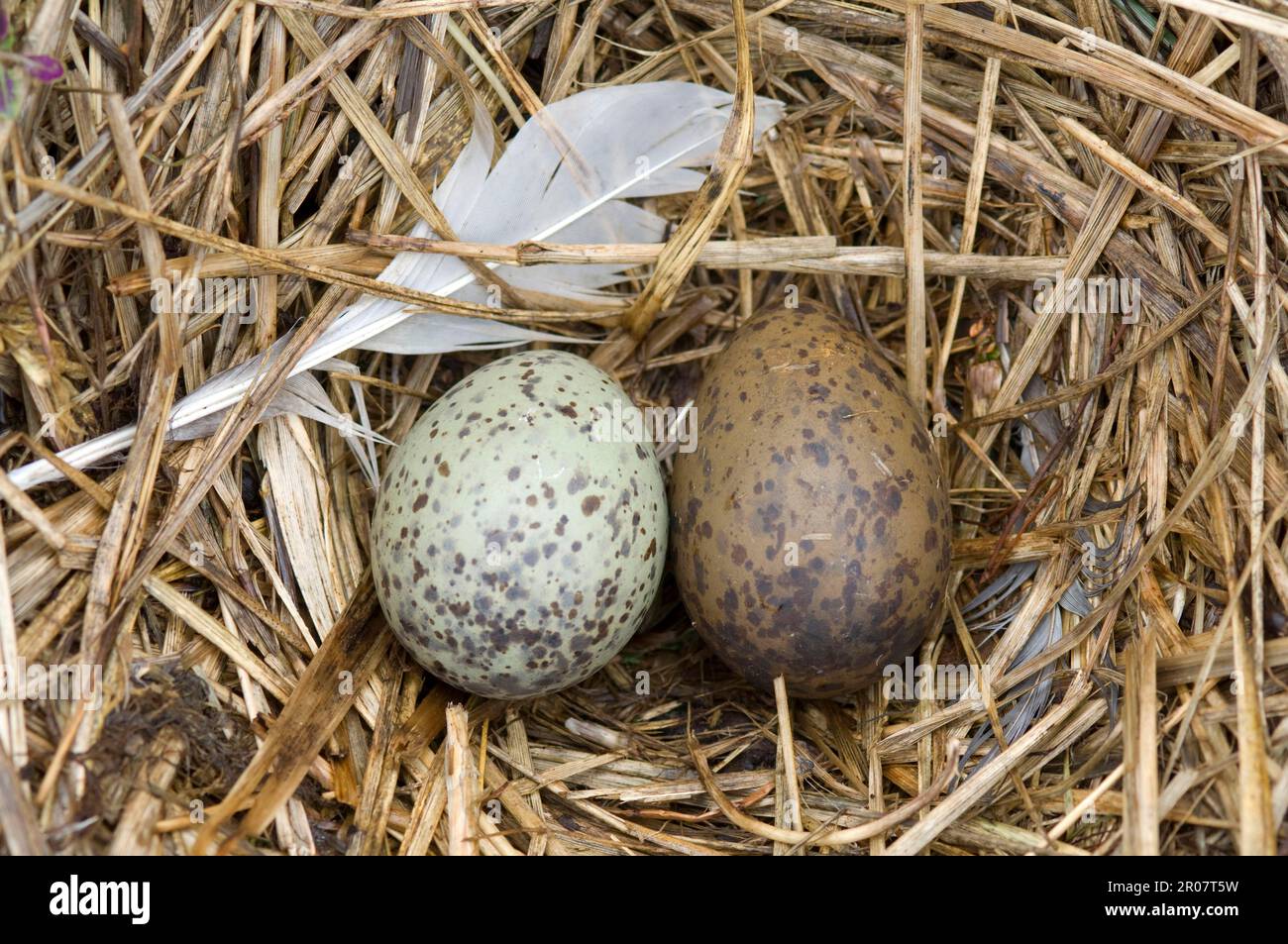Gabianus scoresbii, Blood-billed Gull, dolphin gulls (Larus scoresbii ...