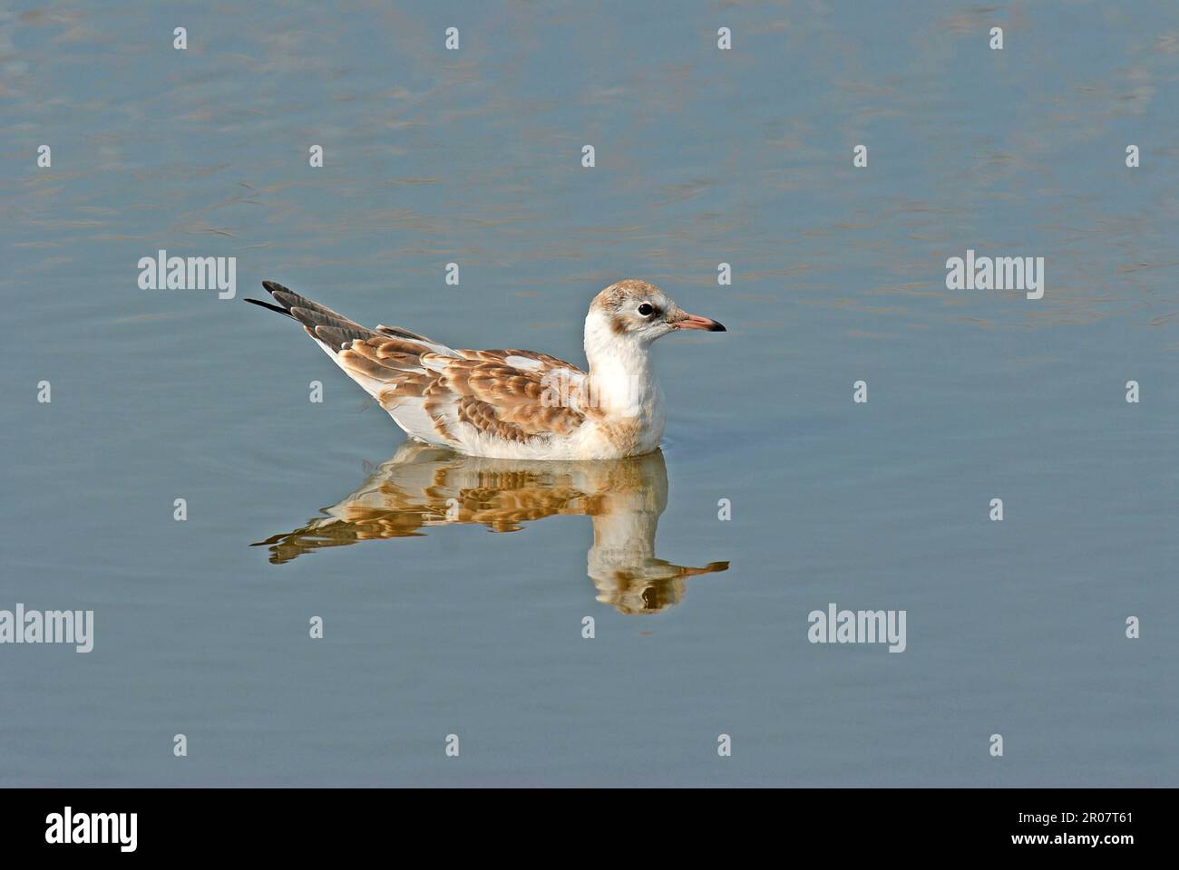 Black-headed gull (Larus ridibundus) juvenile, swimming, Rye Harbour ...