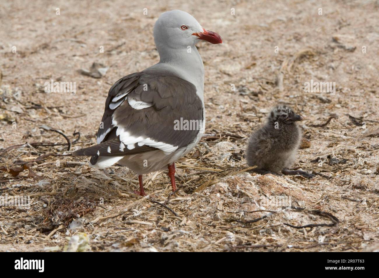 Gabianus scoresbii, Blood-billed Gull, dolphin gulls (Larus scoresbii ...