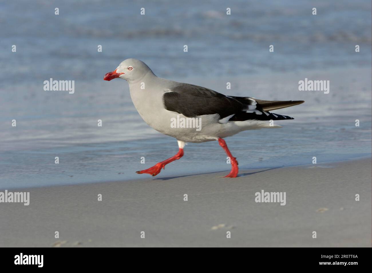 Gabianus scoresbii, Blood-billed Gull, dolphin gulls (Larus scoresbii ...