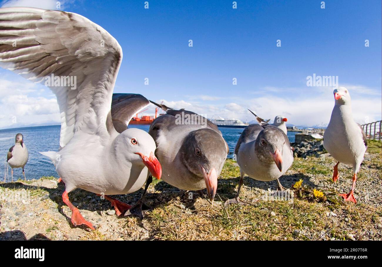 Gabianus scoresbii, Blood-billed Gull, dolphin gulls (Larus scoresbii ...