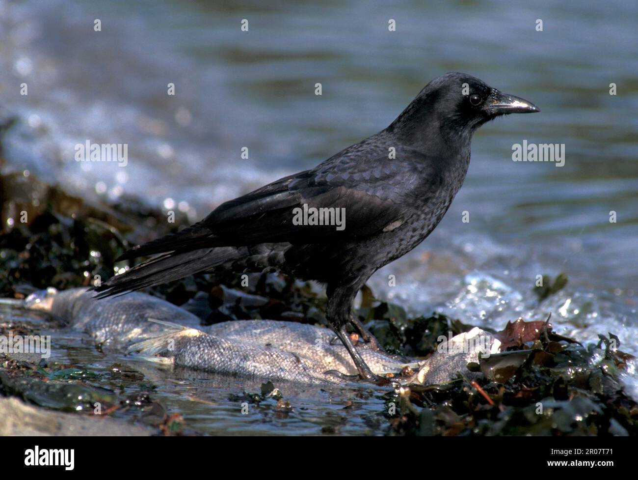 Sun Crow, Sun Crows, Crow, Corvids, Songbirds, Animals, Birds ...