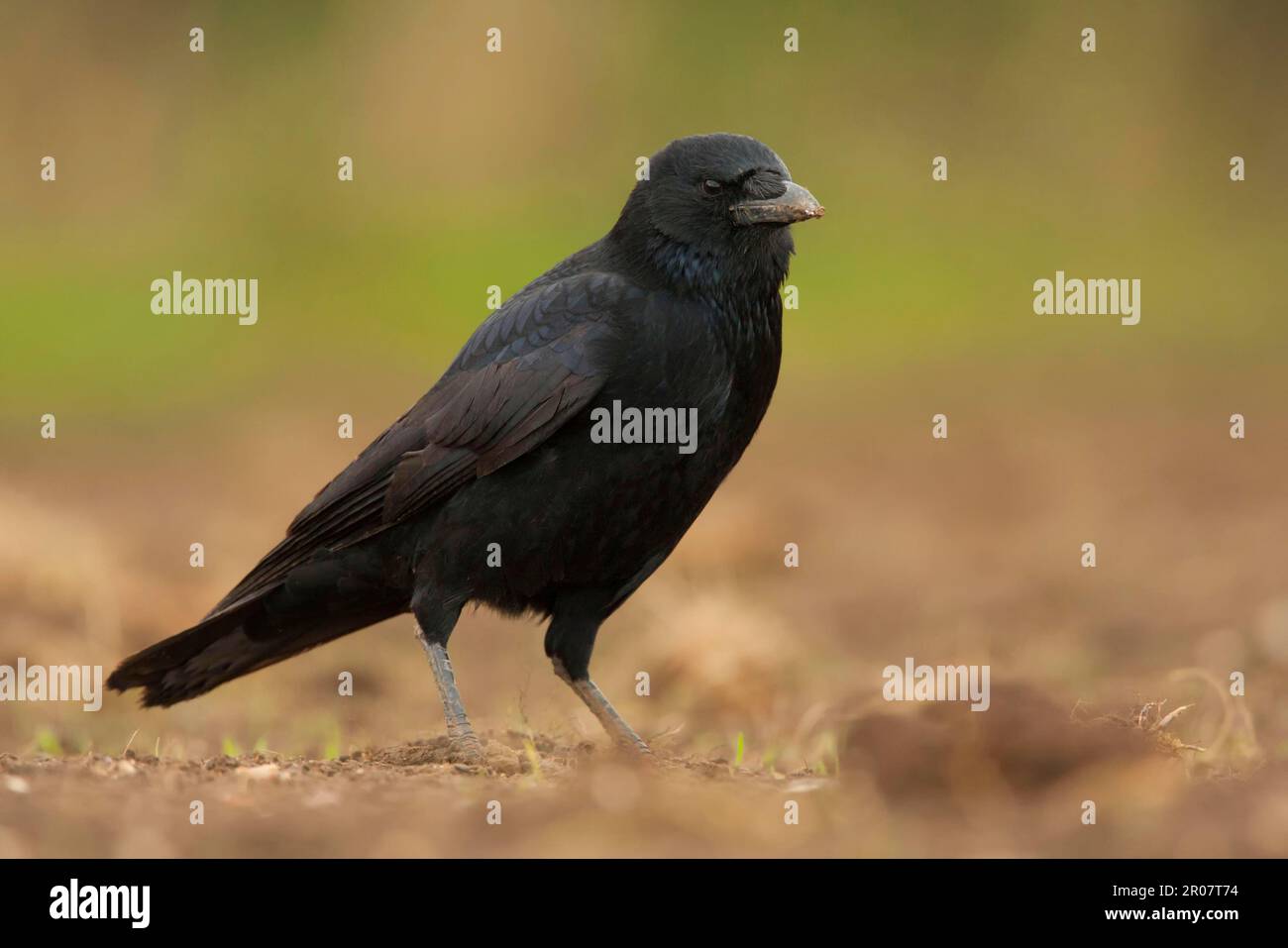 Carrion Crow (Corvus corone), crow, corvids, songbirds, animals, birds ...