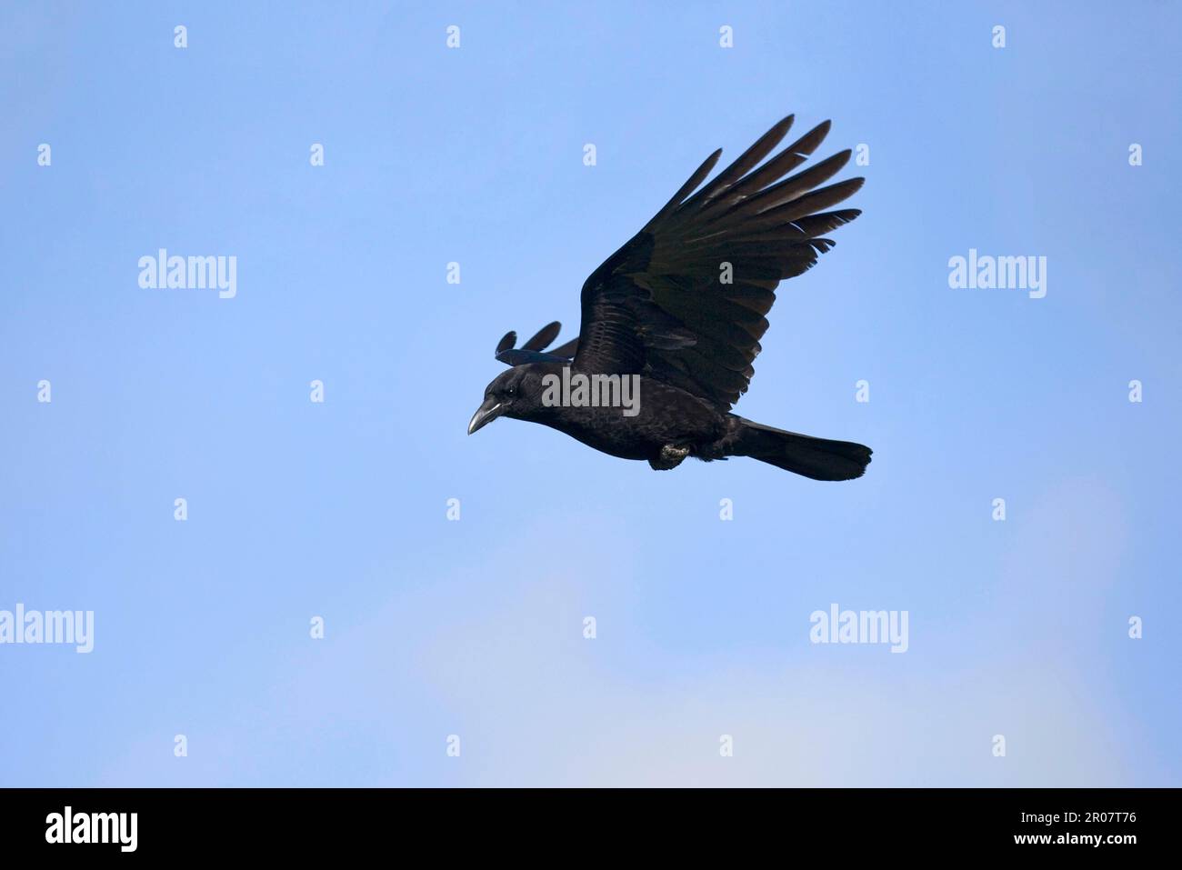 American crow, American crow, American crow, American crow, crow, raven ...