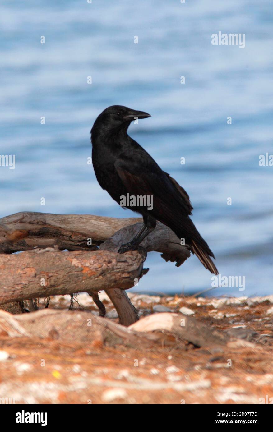 Fish Crow, fish crows (Corvus ossifragus), Crow, Corvids, Songbirds ...