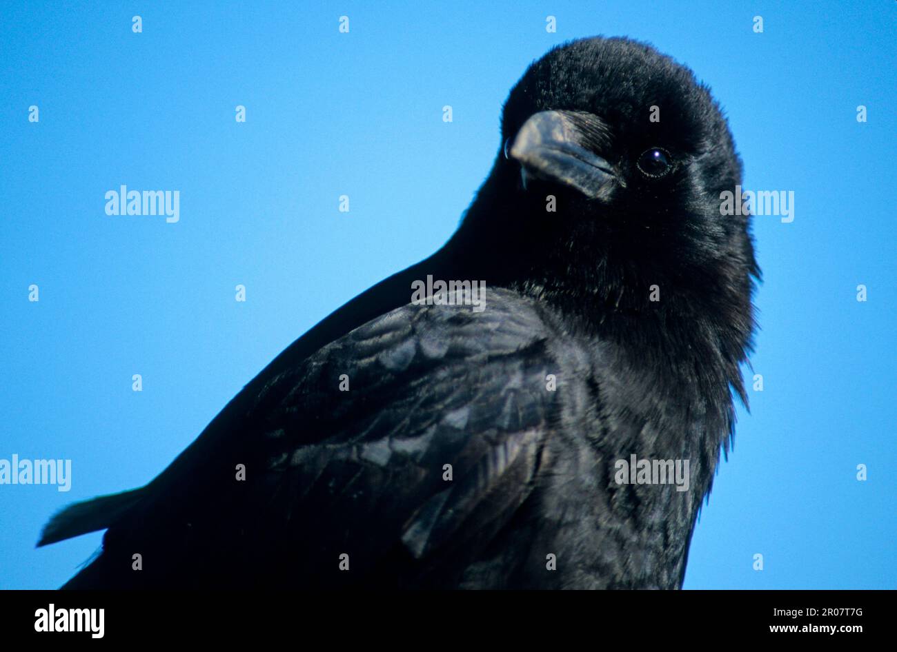 Sun Crow, Sun Crows, Crow, Corvids, Songbirds, Animals, Birds ...