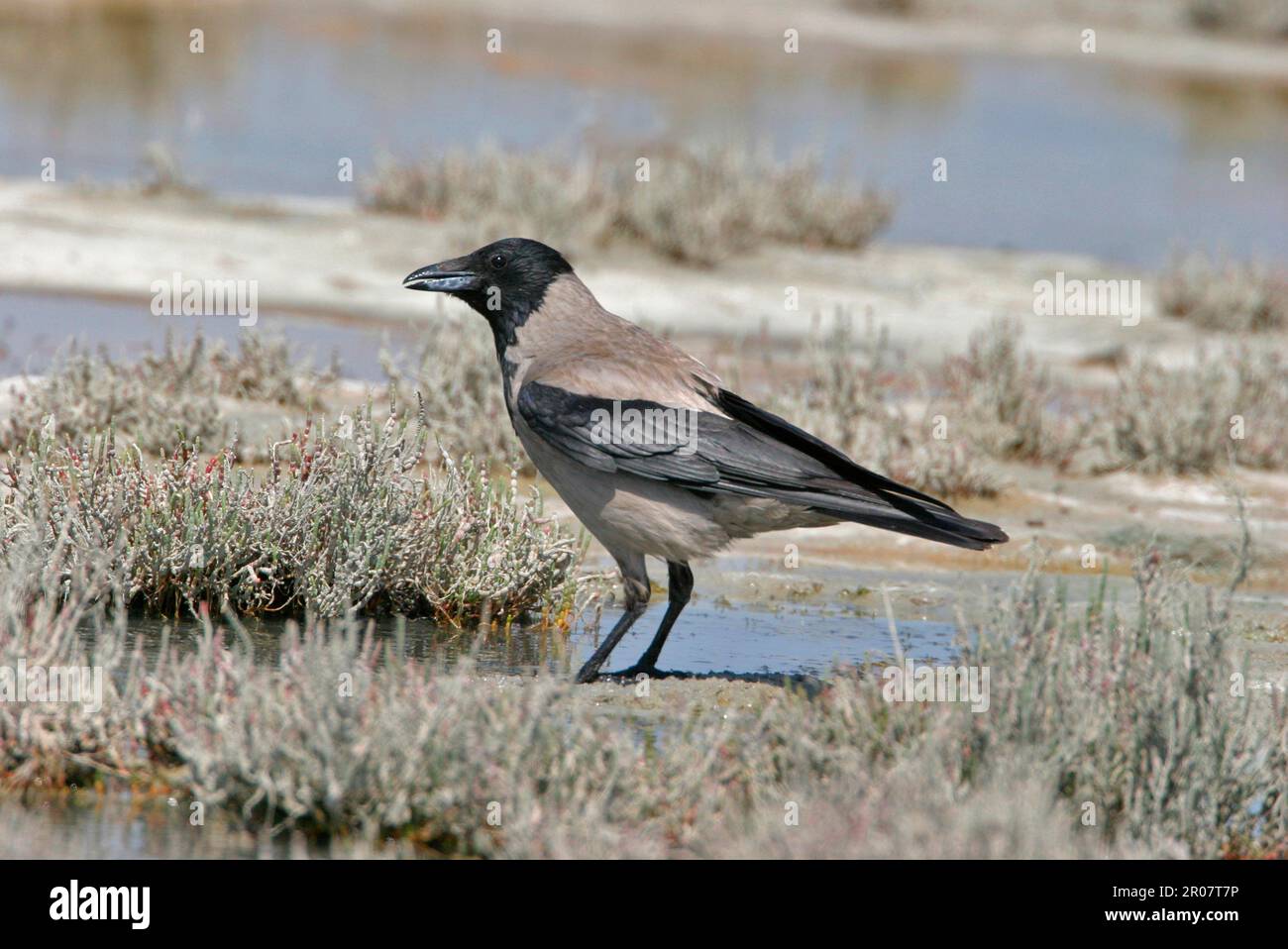Raven Crow, carrion crows (Corvus corone), Crow, Corvids, Songbirds ...