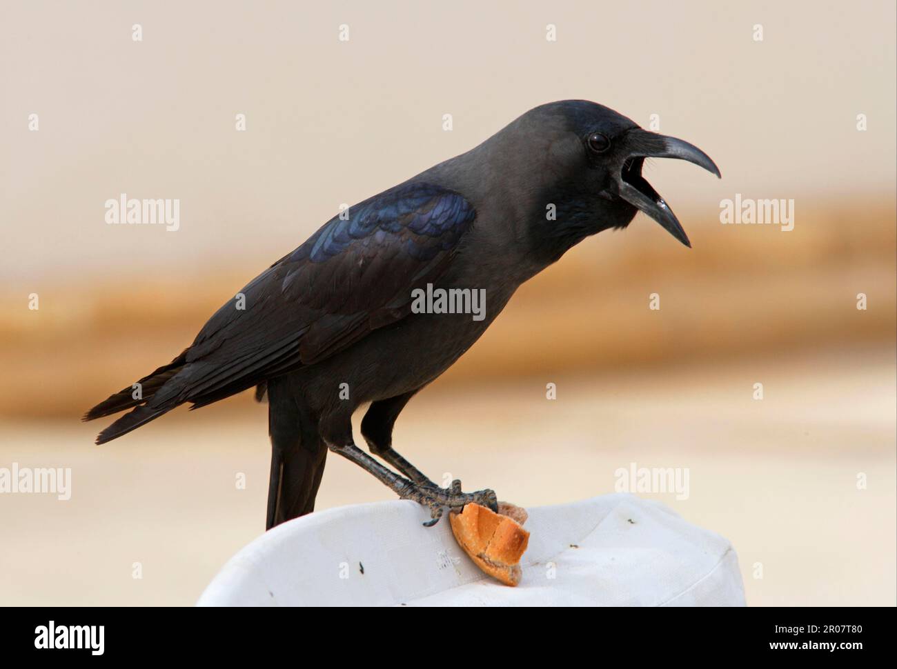 House crow (Corvus splendens), Shining Crows, Crow, Corvids, Songbirds ...