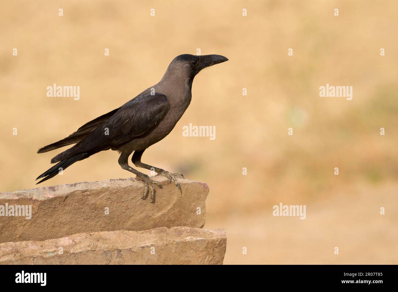 House crow (Corvus splendens), Shining Crows, Crow, Corvids, Songbirds ...