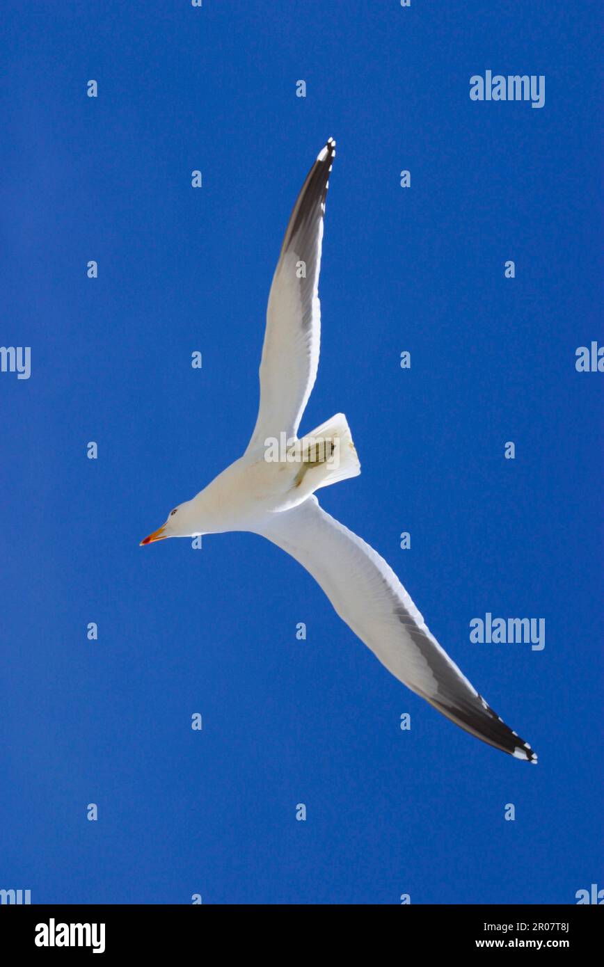 Dominican Gull, kelp gulls (Larus dominicanus), gulls, animals, birds ...