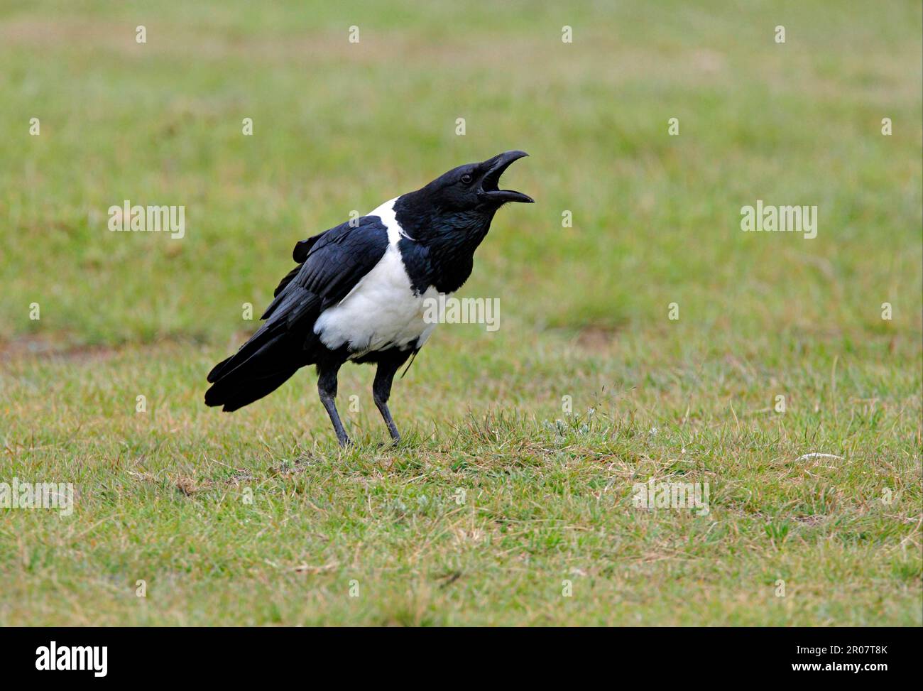 Pied Crow (Corvus albus) adult, calling, standing on grass, Kenya Stock ...