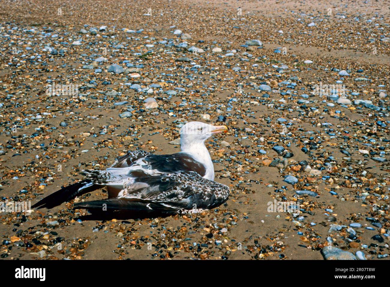Great black-backed gull (Larus marinus) sick bird suffering from ...