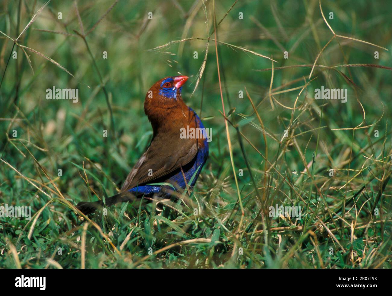 Purple grenadier (Uraeginthus ianthinogaster) (Granatina ianthinogaster ...