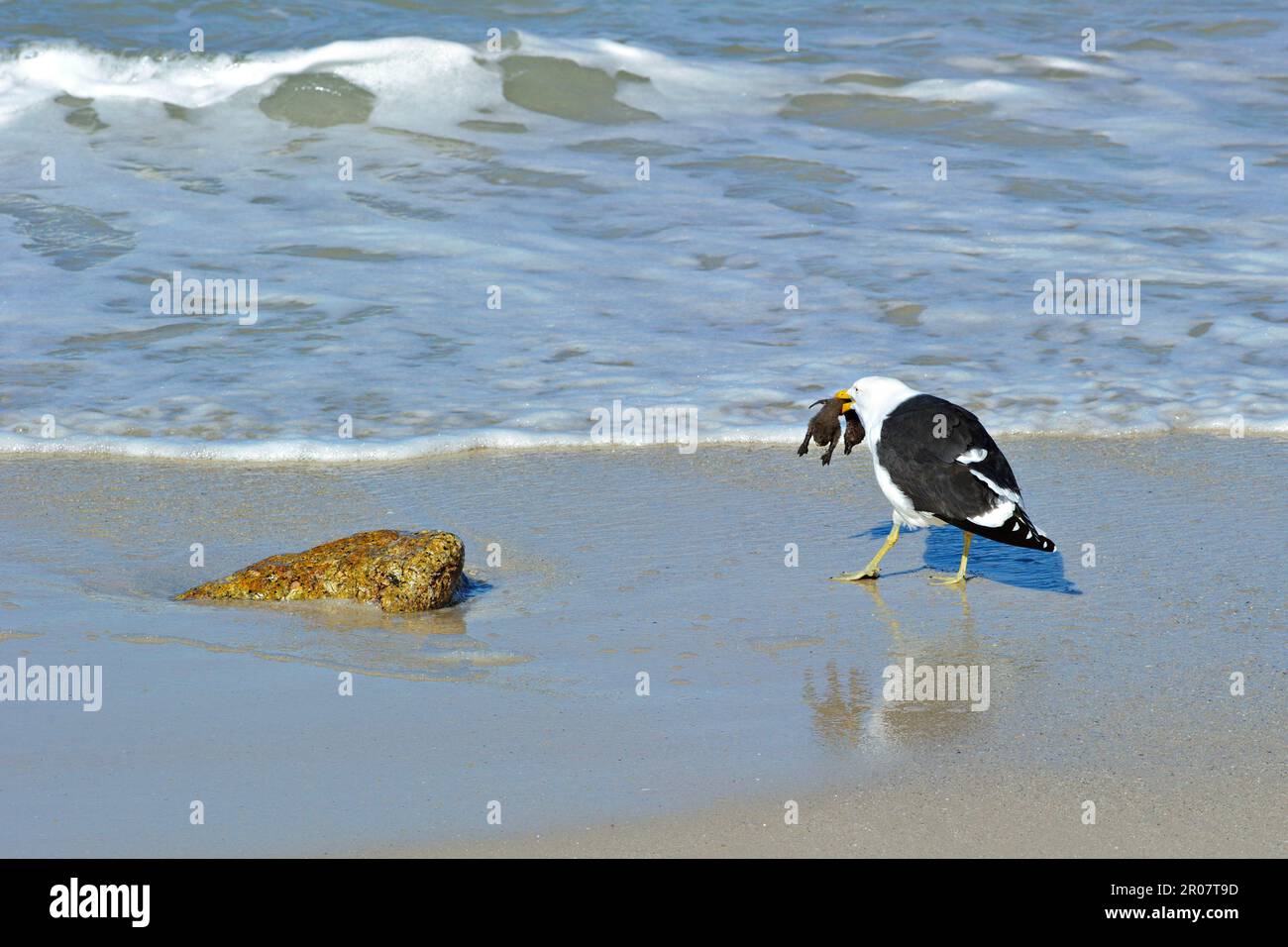 African gulls hi-res stock photography and images - Alamy