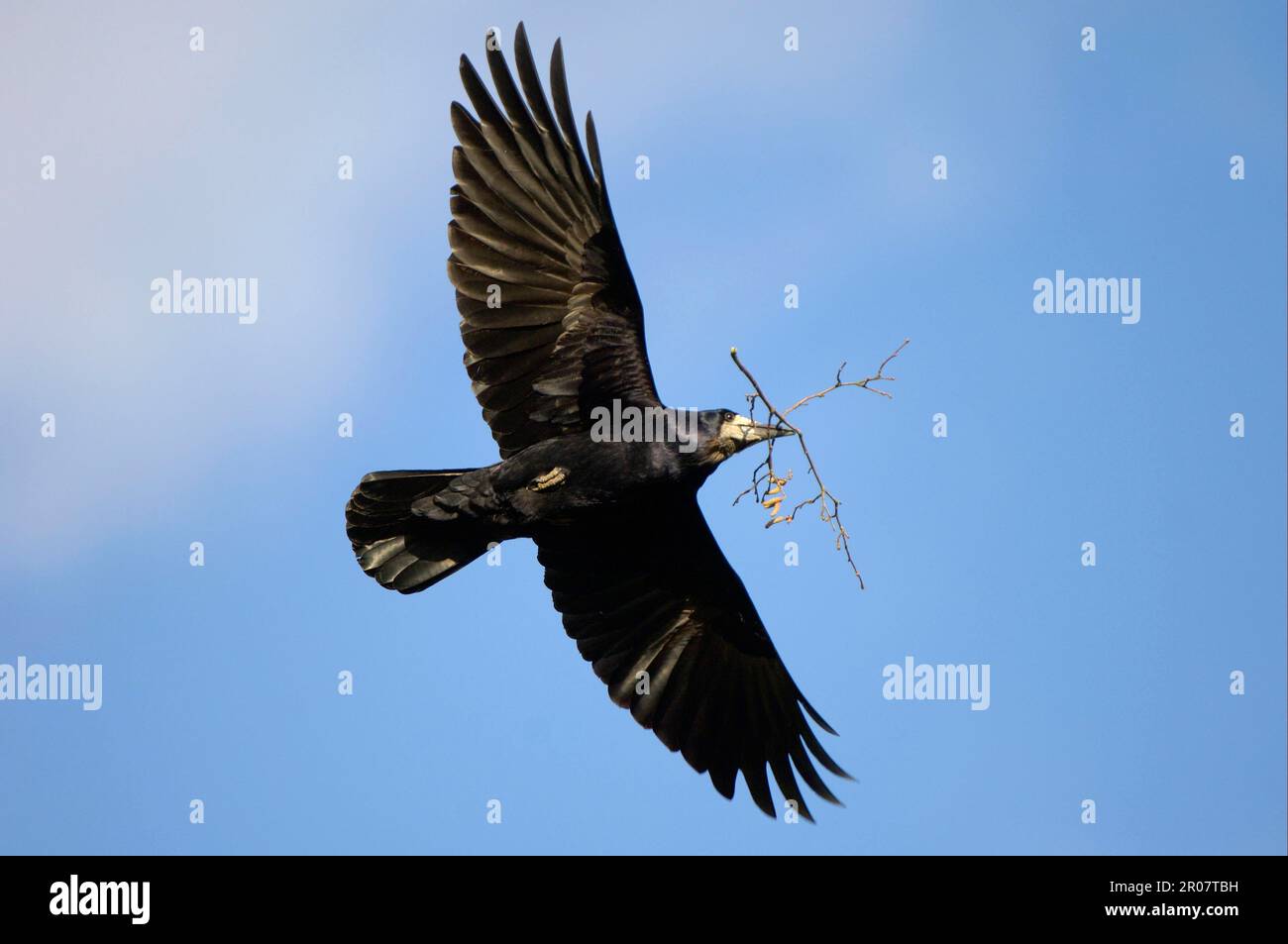 Rook (Corvus frugilegus) adult, in flight, with nesting material ...