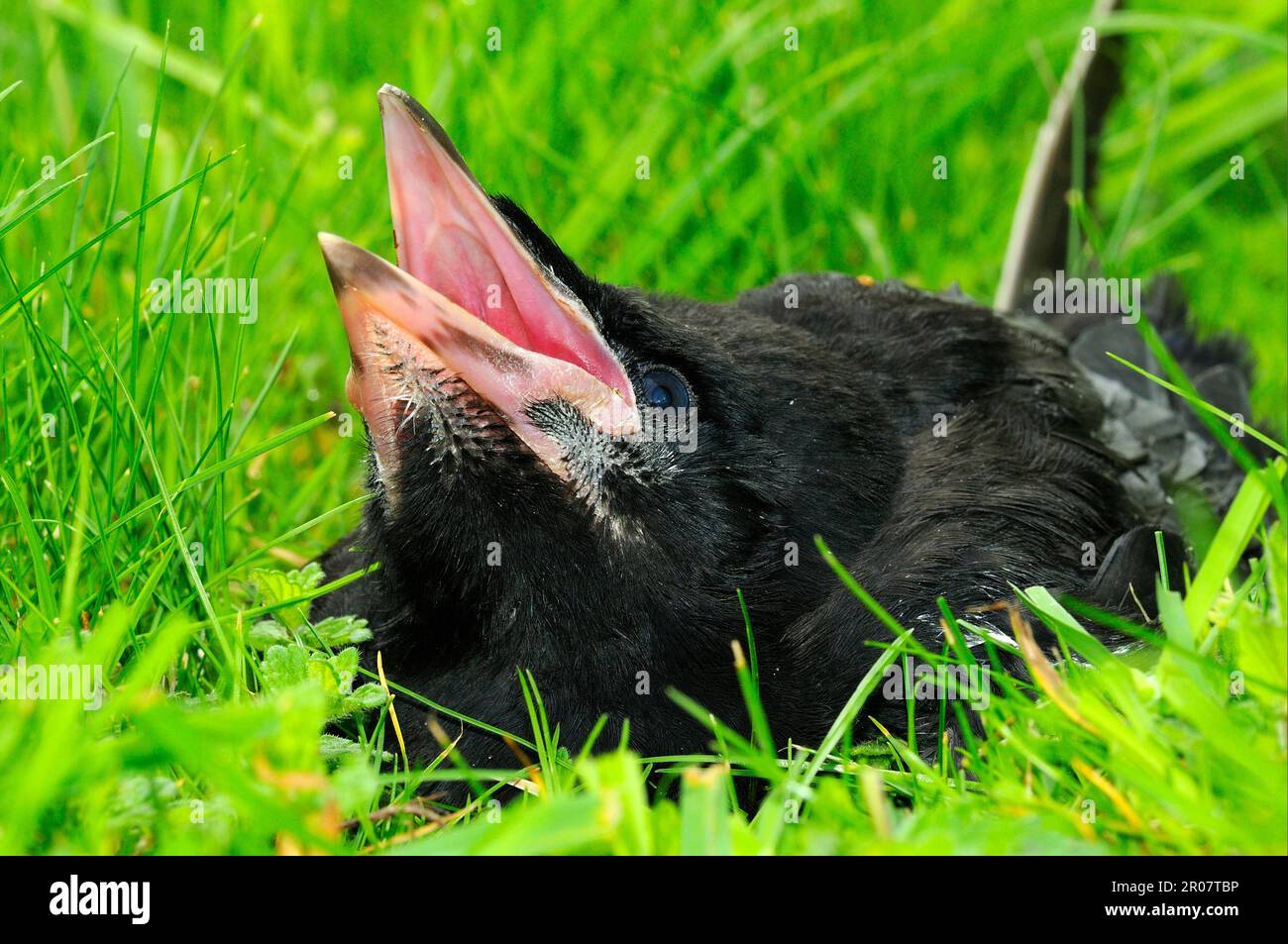 Rook (Corvus frugilegus) fledgling chick, calling for parent from ...