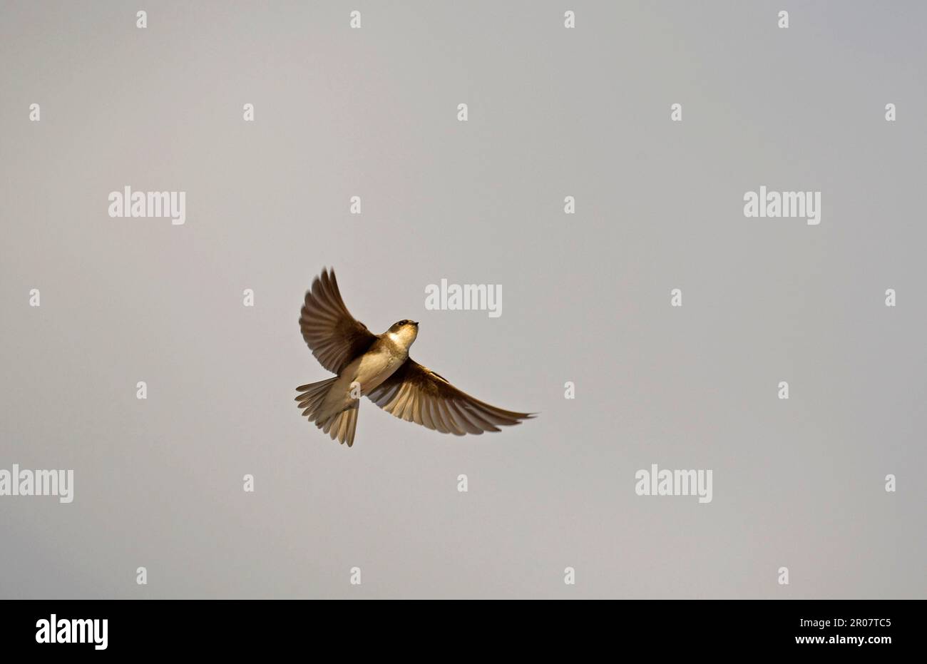 Sand martin, sand martins (Riparia riparia), songbirds, animals, birds ...