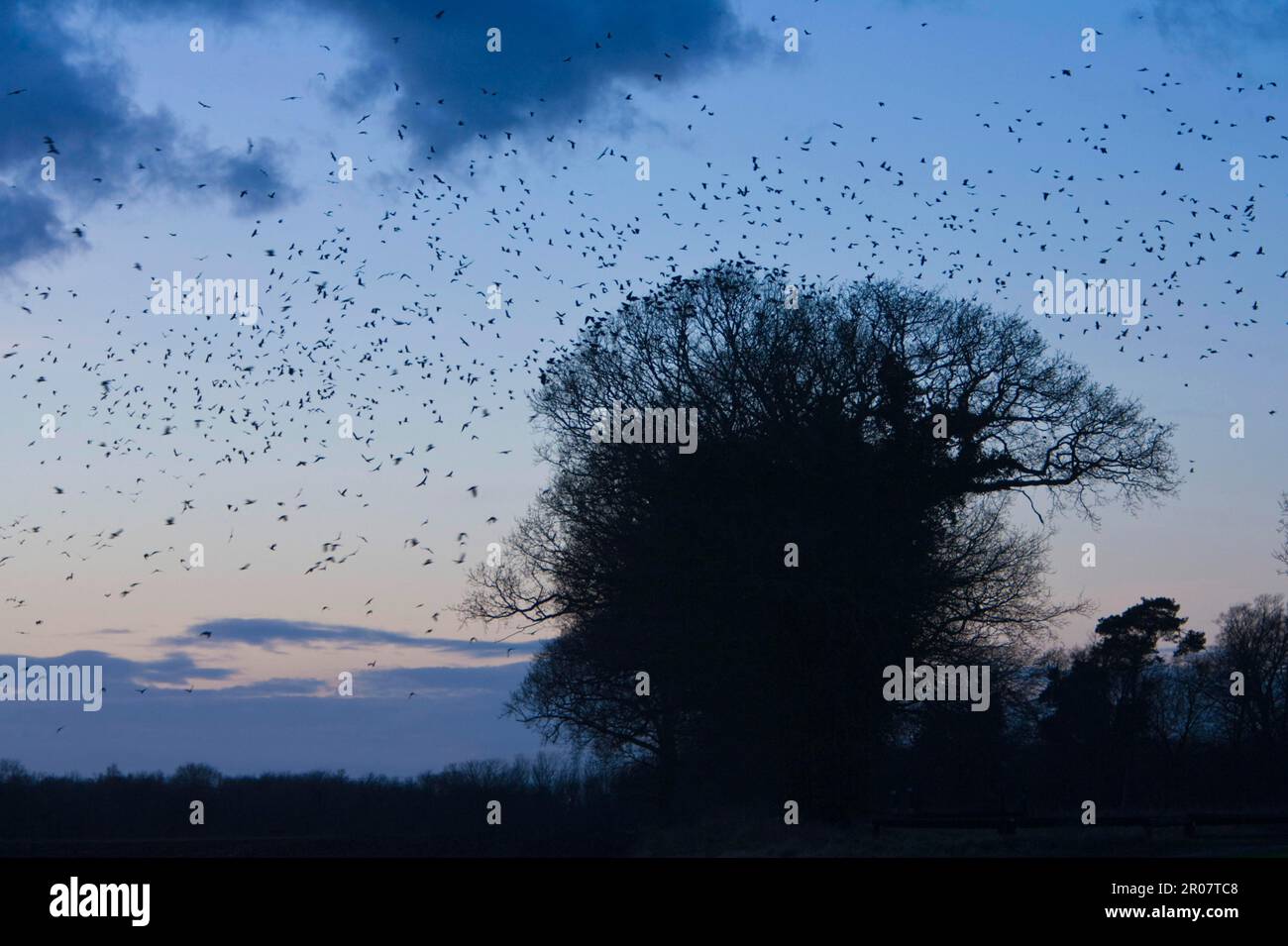 Rook, rooks (Corvus frugilegus), crow, corvids, songbirds, animals ...