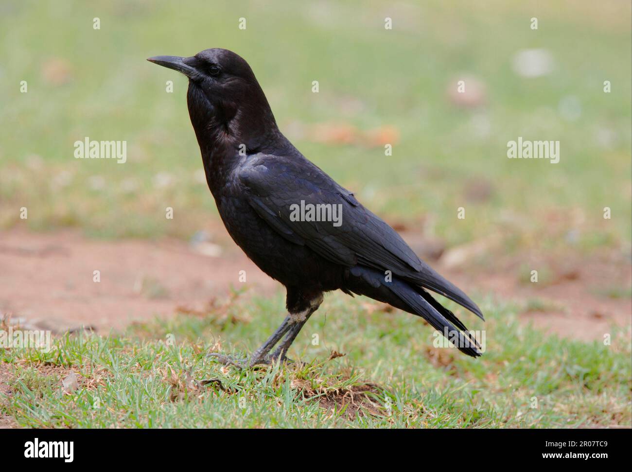 Cape crow, cape crows (Corvus capensis), crow, corvids, songbirds ...