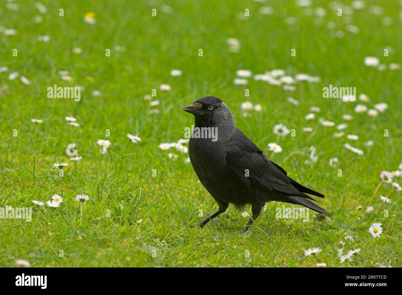 Western jackdaw (Corvus monedula) adult, standing on garden lawn ...