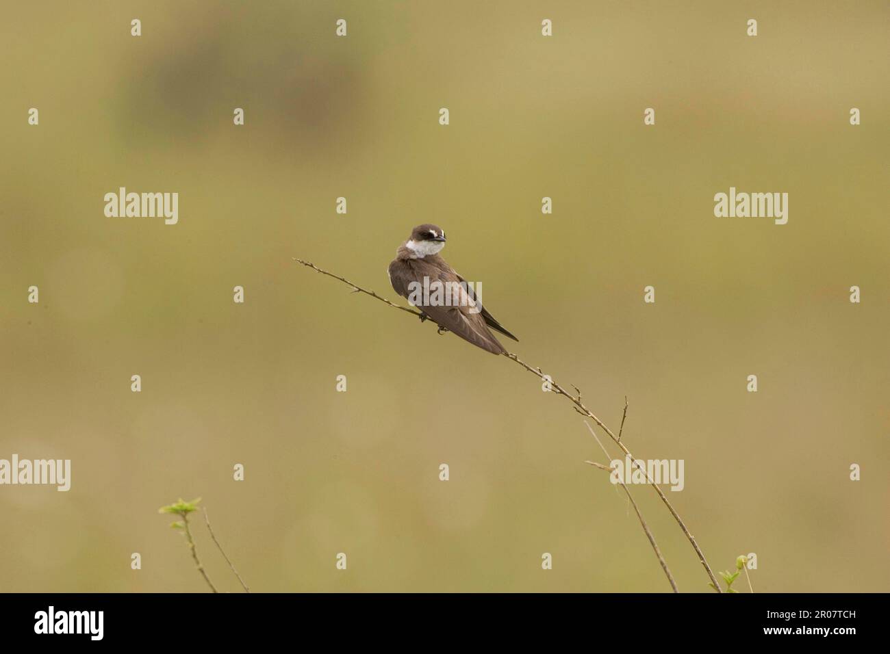 White-browed Sand Martin, White-browed Sand Martin, Songbirds, Animals ...