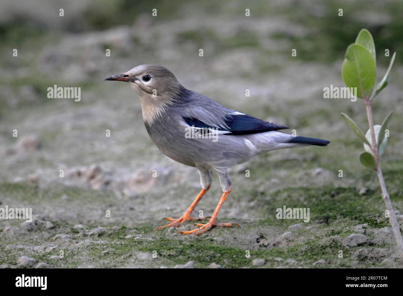Adult red-billed starling (Sturnus sericeus), standing on algae-covered ...