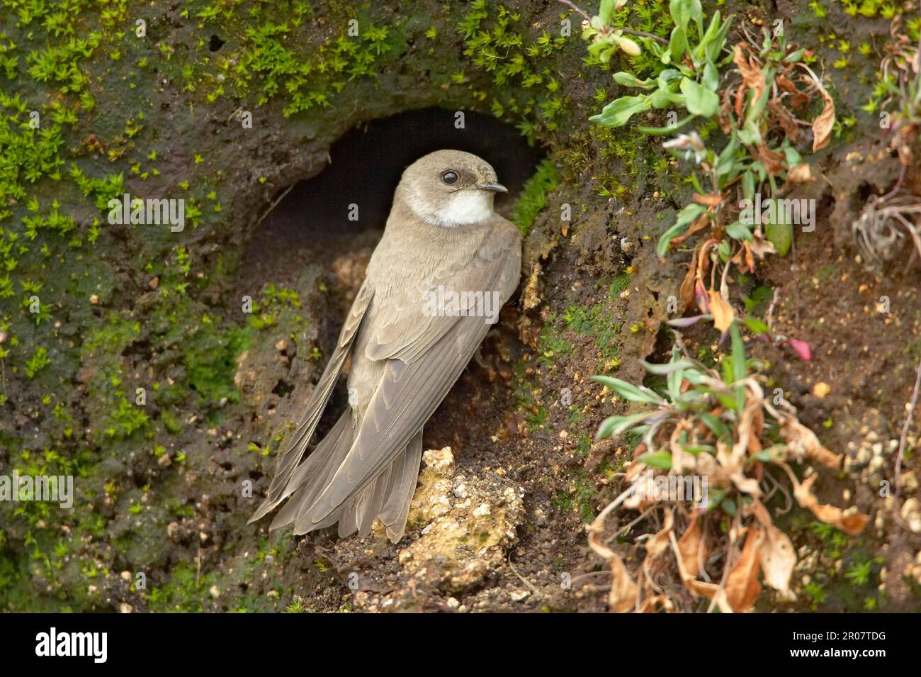 Sand martin, sand martins (Riparia riparia), songbirds, animals, birds ...