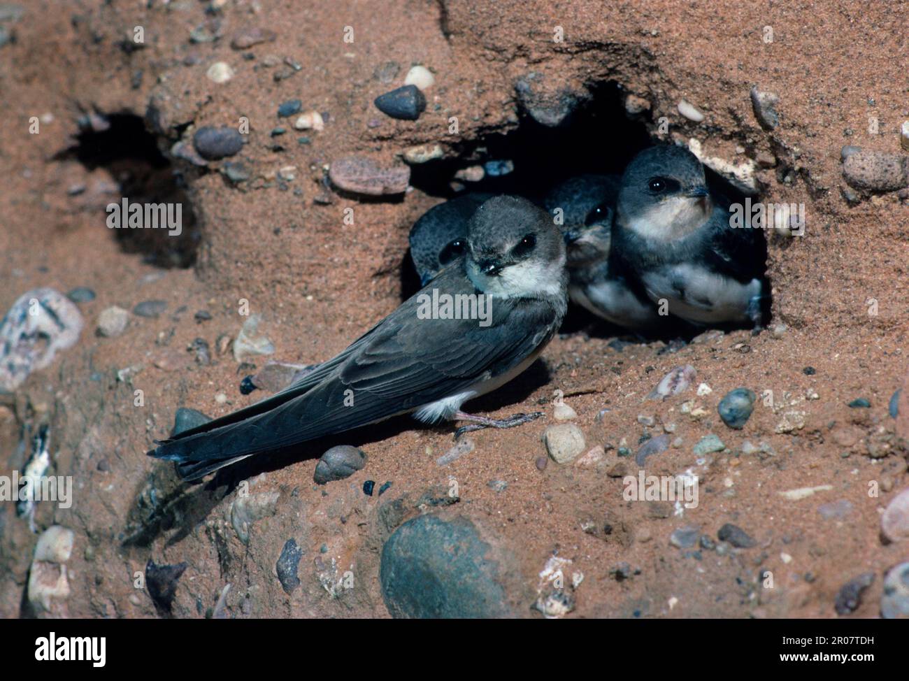 Sand martin, sand martins (Riparia riparia), songbirds, animals, birds ...