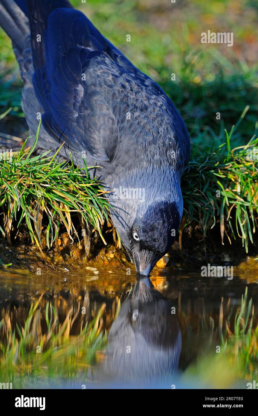 Raven drinking hi-res stock photography and images - Alamy