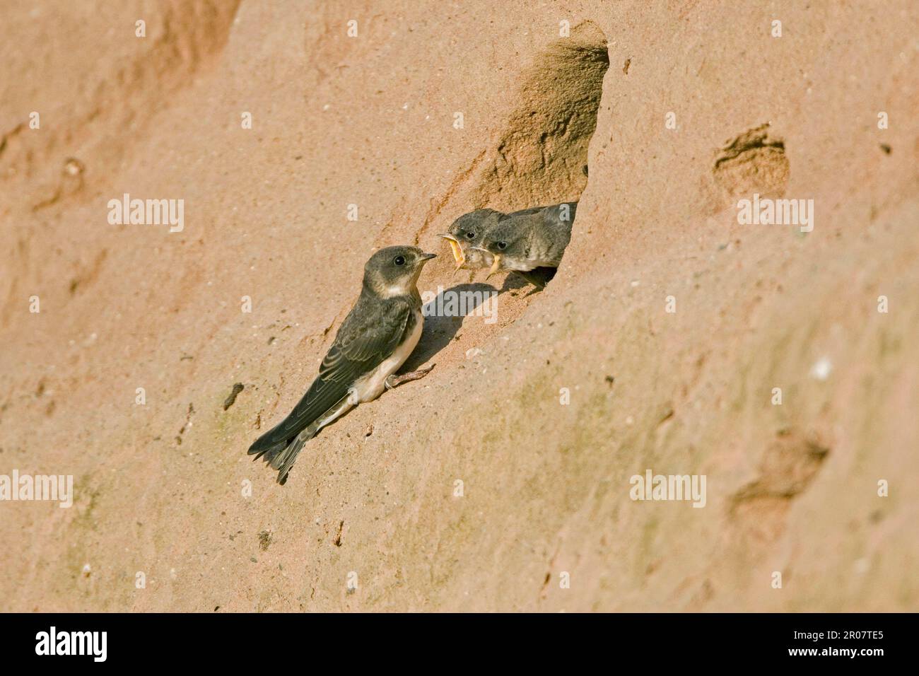 Sand martin, sand martins (Riparia riparia), songbirds, animals, birds ...