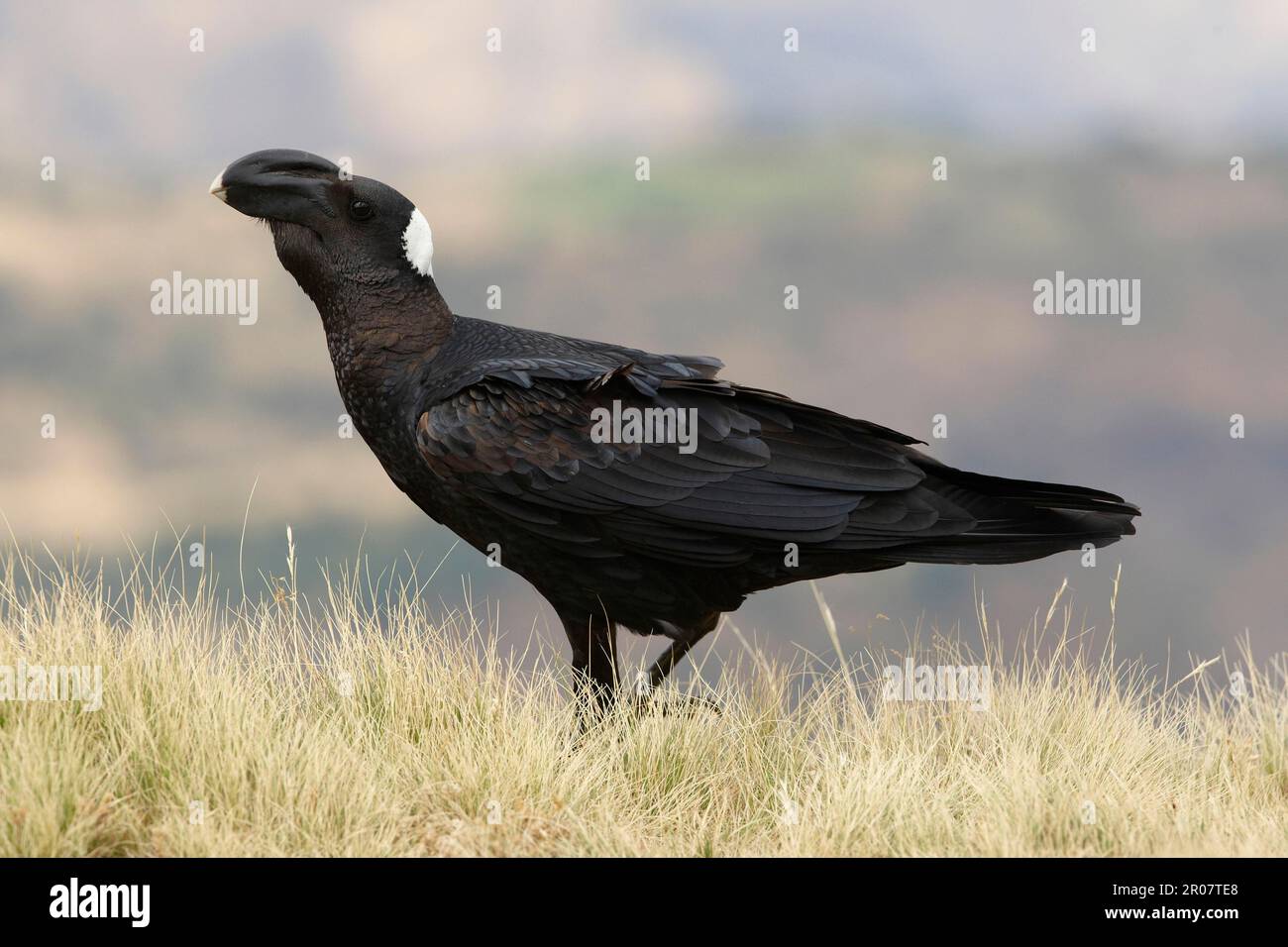 Archraven, thick-billed ravens (Corvus crassirostris), corvids ...